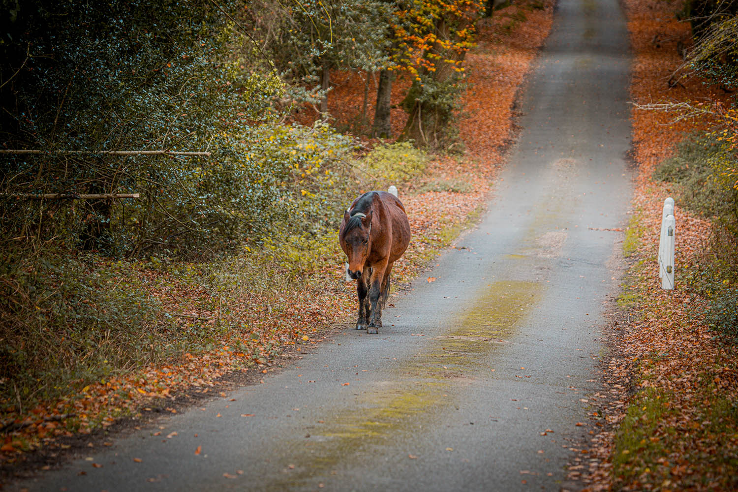 Exploring Bournemouth’s Countryside: A Journey Through Nature and Farm ...