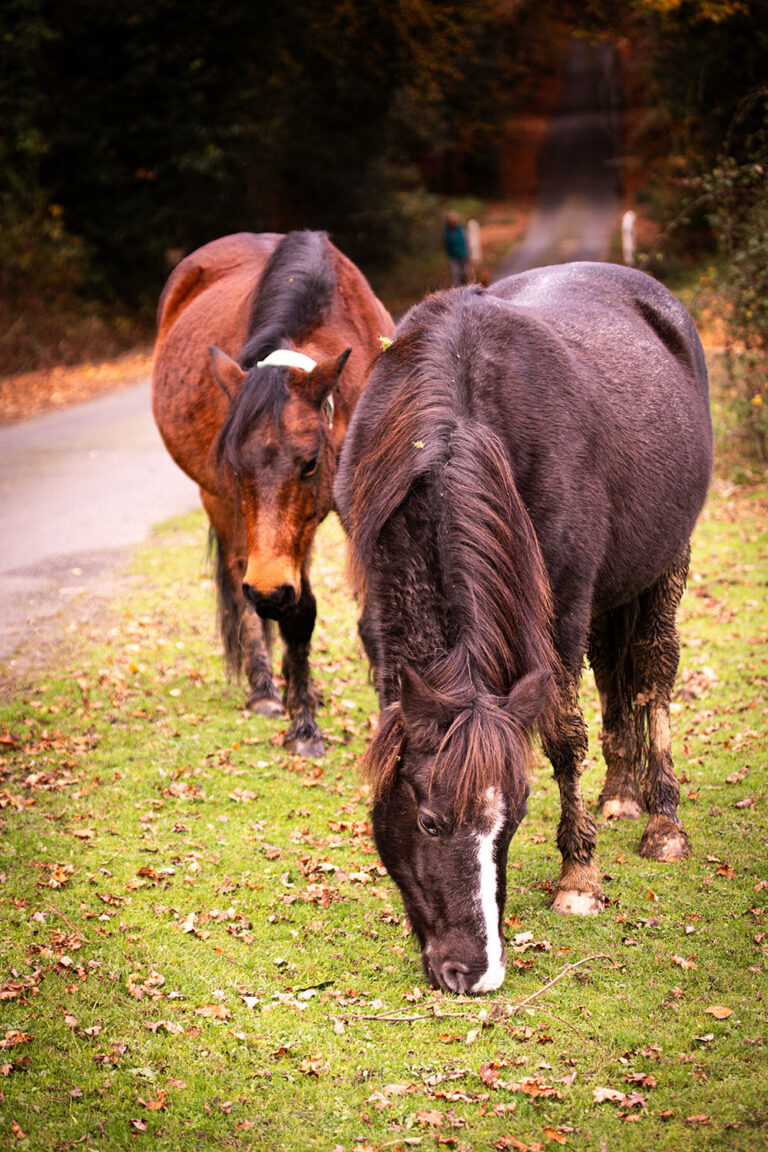 Exploring Bournemouth’s Countryside: A Journey Through Nature and Farm ...